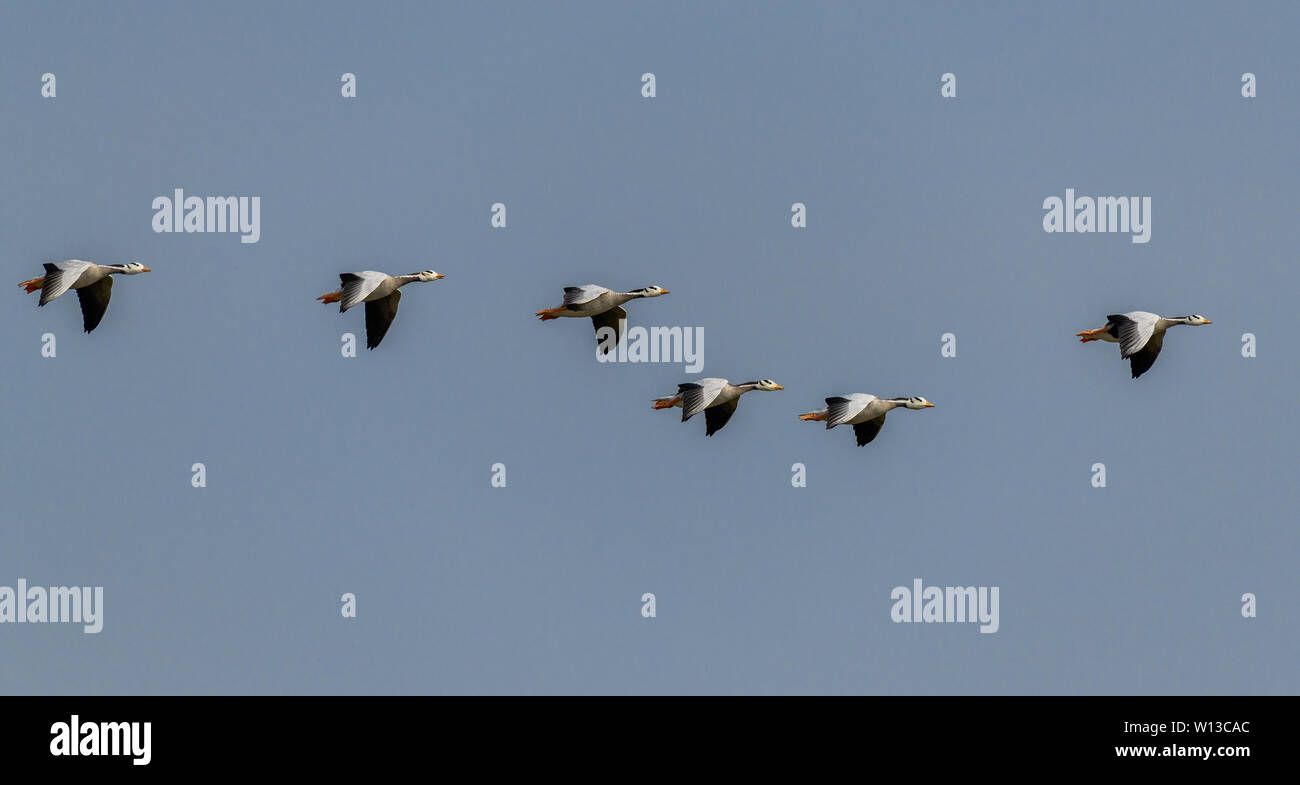 Bar headed goose flight hi-res stock photography and images - Alamy