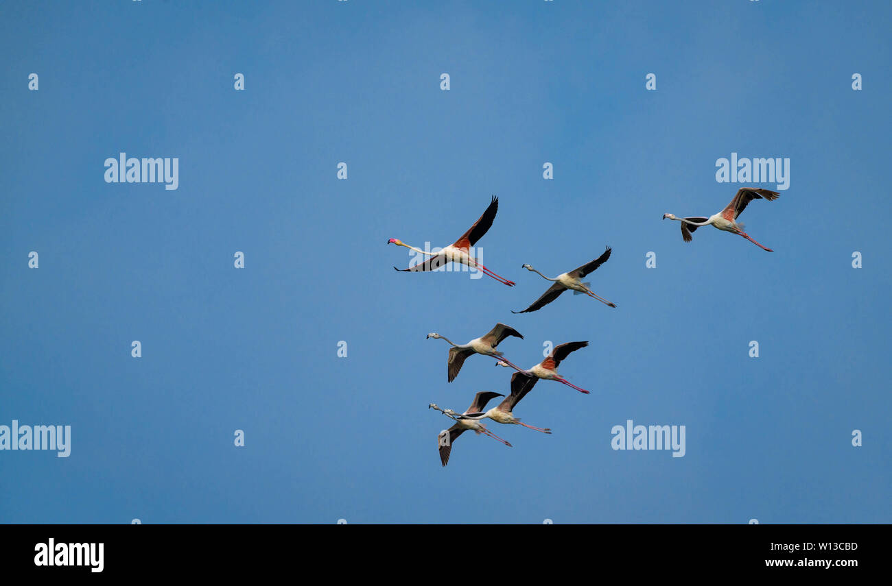 Group of greater flamingo, Phoenicopteriformes, India Stock Photo - Alamy