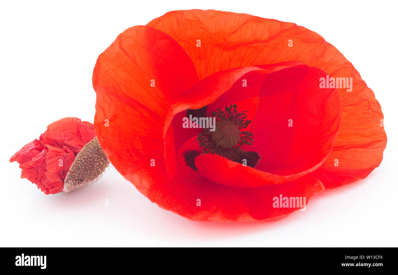 Poppy flower over white background Stock Photo - Alamy