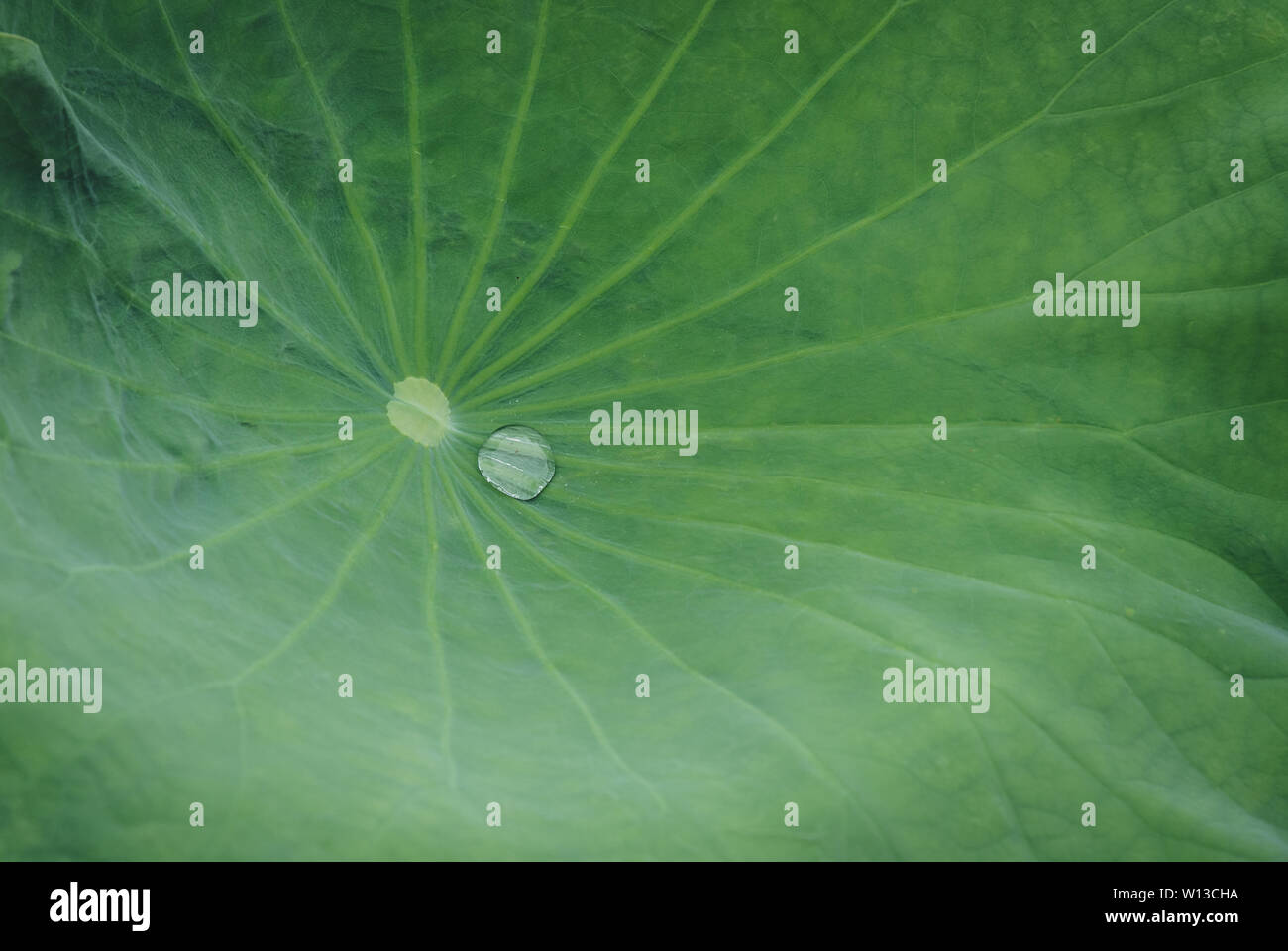 The dew on the lotus leaves Stock Photo - Alamy