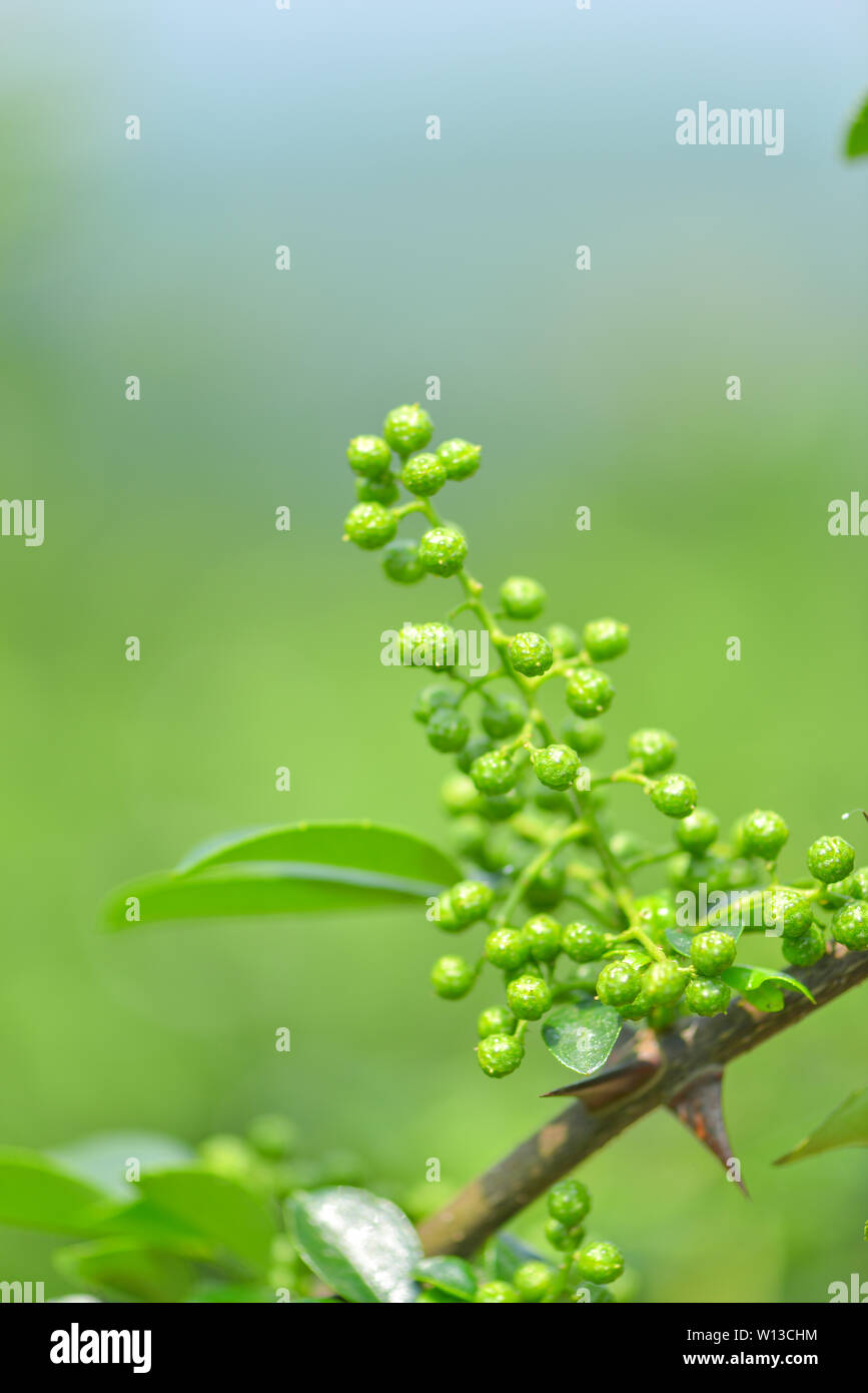 Pepper rattan pepper branch close-up HD large picture Stock Photo - Alamy