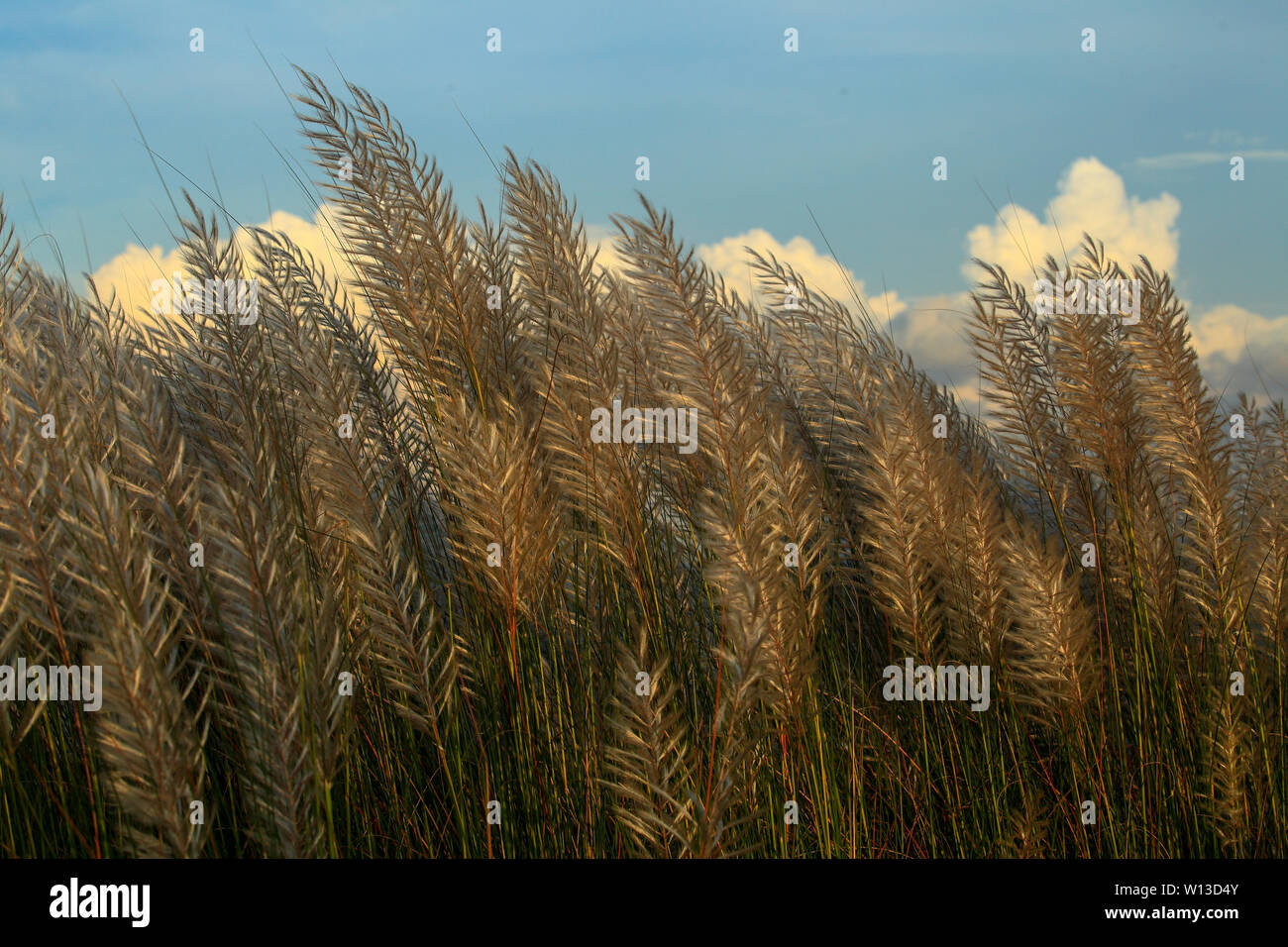 Saccharum Stock Photos & Saccharum Stock Images - Alamy