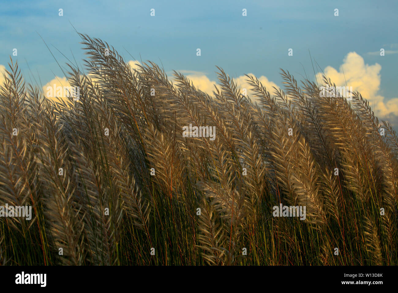 Kash flower in bangladesh hi-res stock photography and images - Alamy