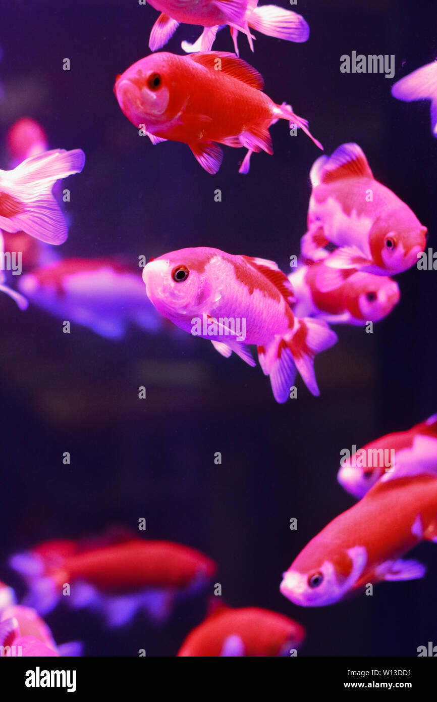 Fish without crest vertebrates hi-res stock photography and images - Alamy