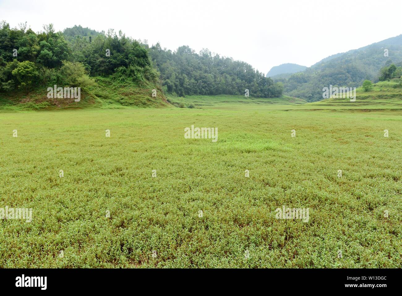 Lush water grass Stock Photo - Alamy