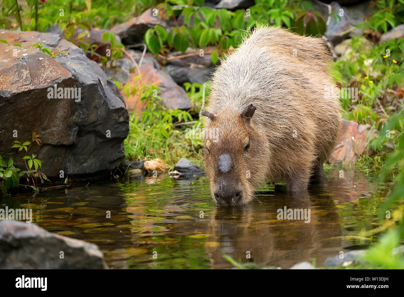 Capybara in the river Stock Photo - Alamy