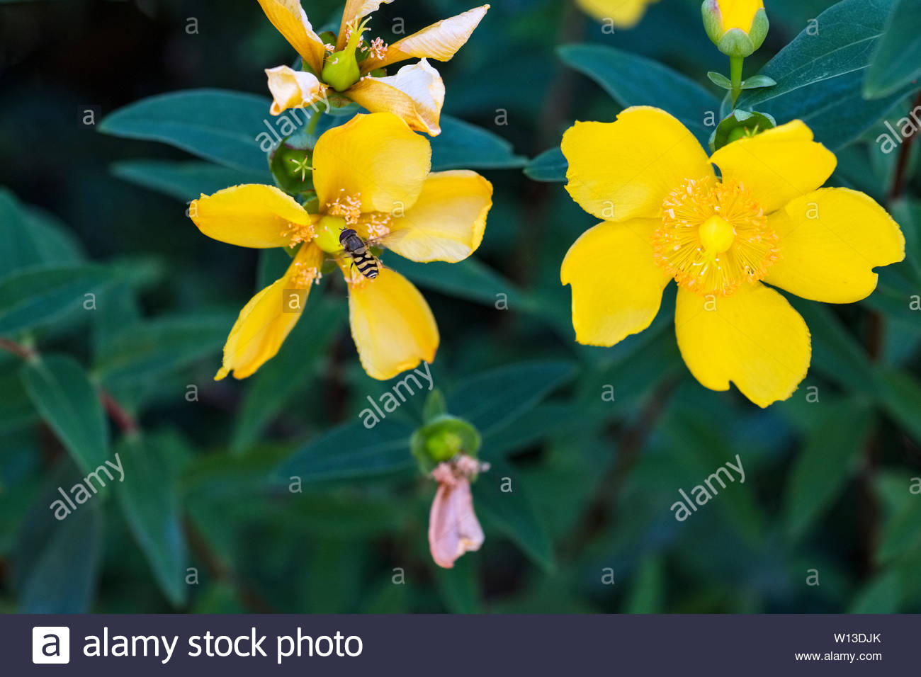 Asian Honeybee High Resolution Stock Photography and Images - Alamy