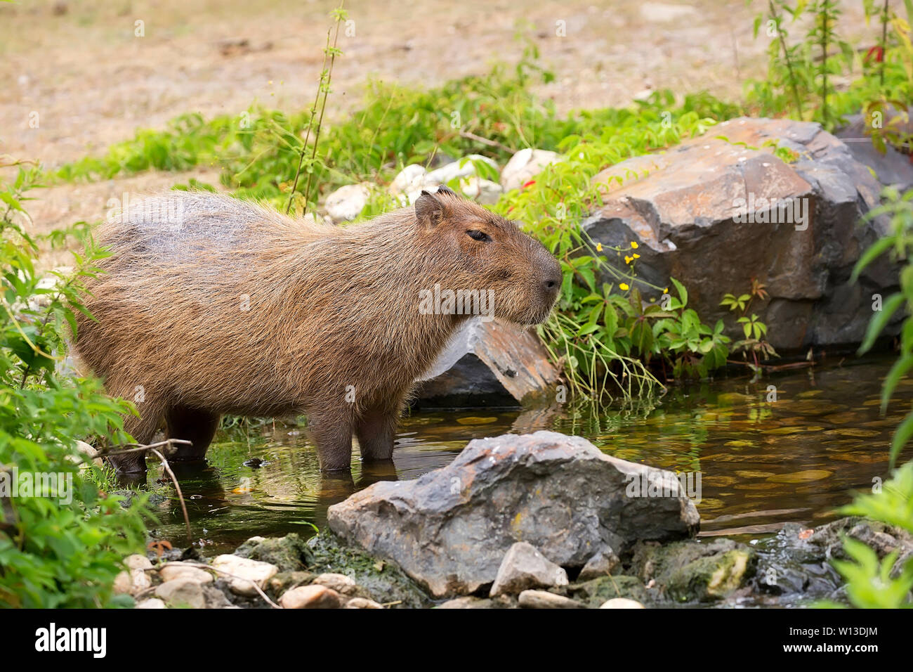 Capybara in the river Stock Photo - Alamy