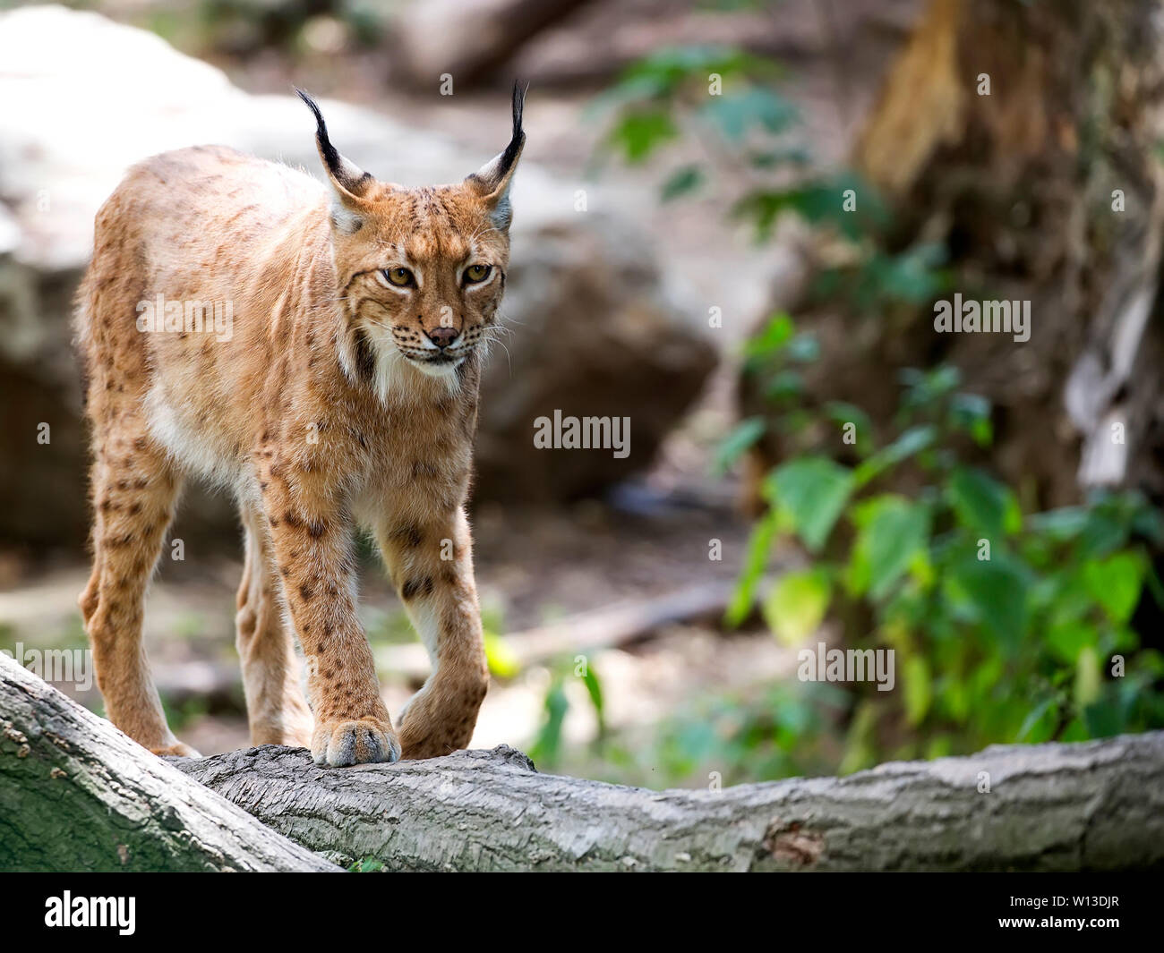 Eurasian lynx lynx lynx ears hi-res stock photography and images - Alamy