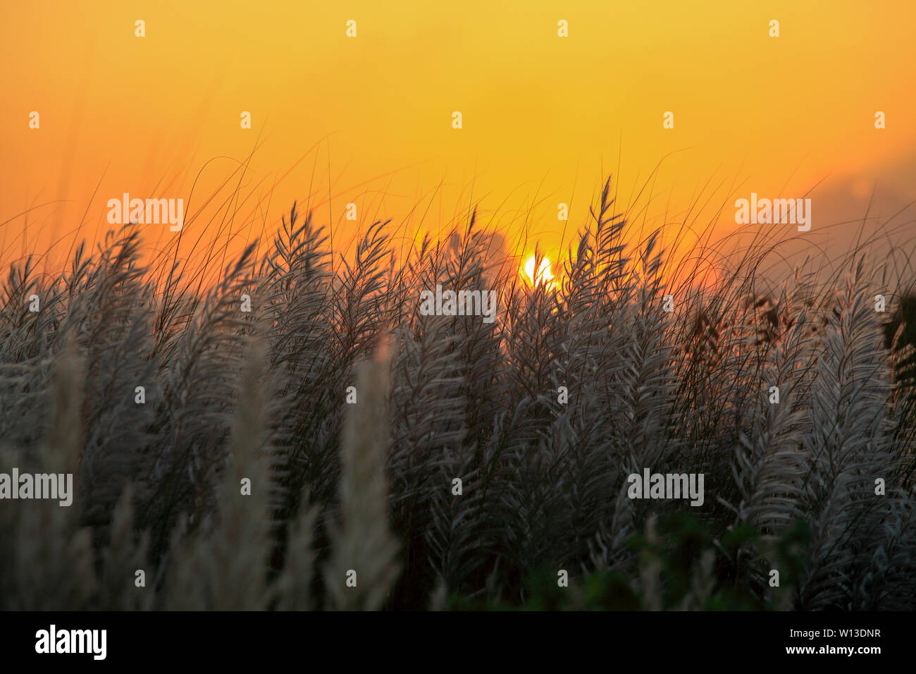 Saccharum spontaneum or Kans grass locally known as Kash flower in ...