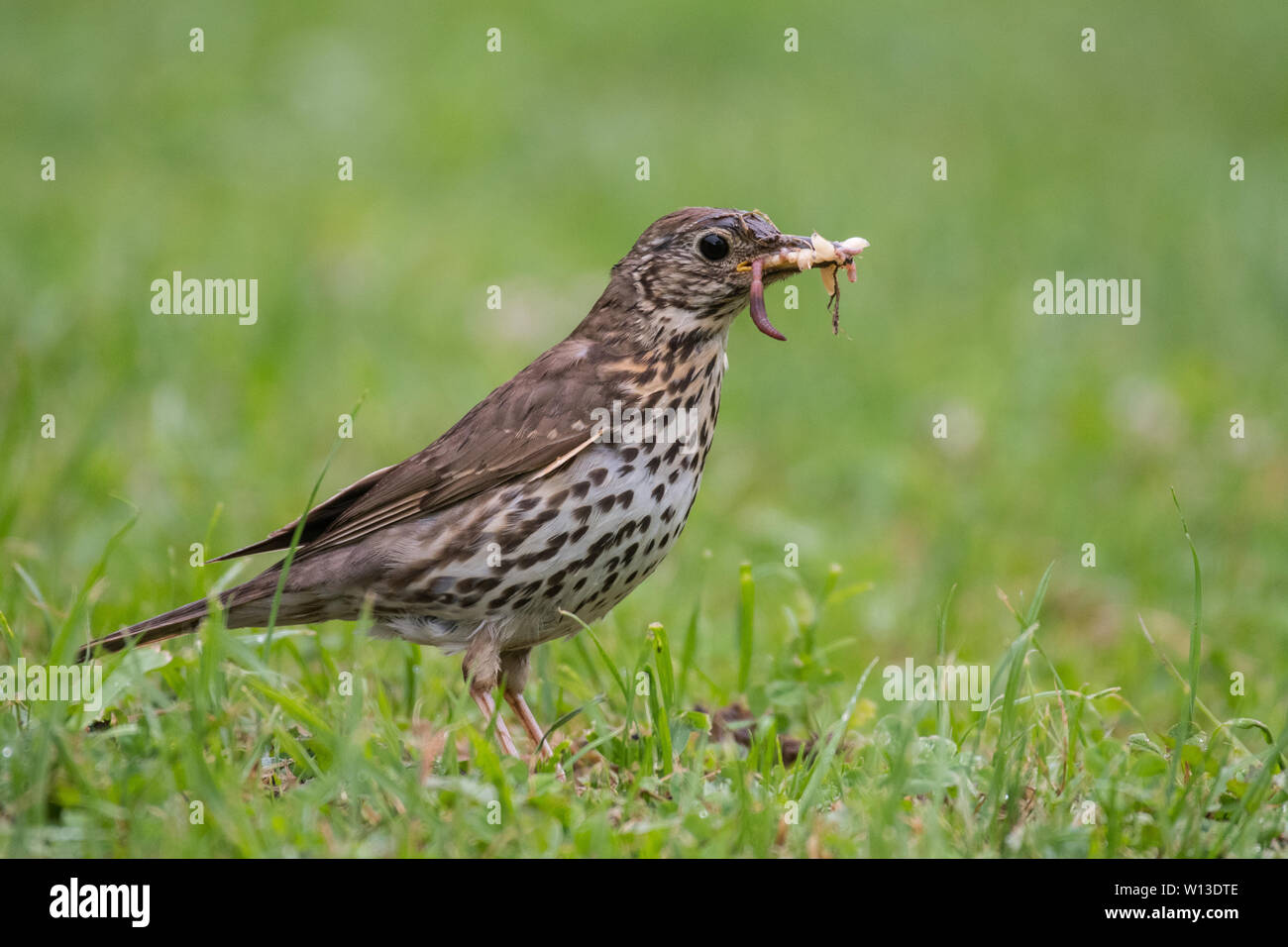 Black grouse in wild feed hi-res stock photography and images - Alamy