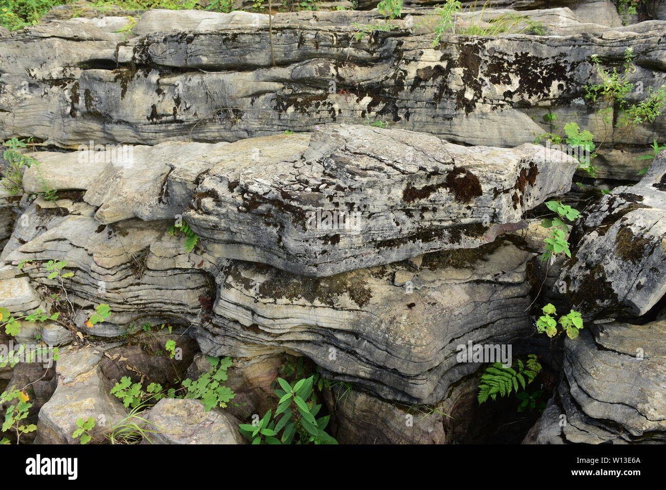 Beautiful stone forest Stock Photo - Alamy