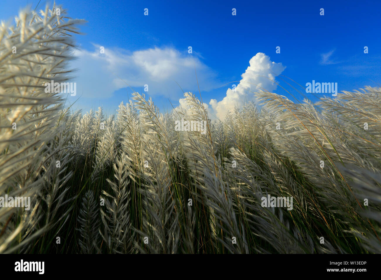 Saccharum spontaneum or Kans grass locally known as Kash flower in ...