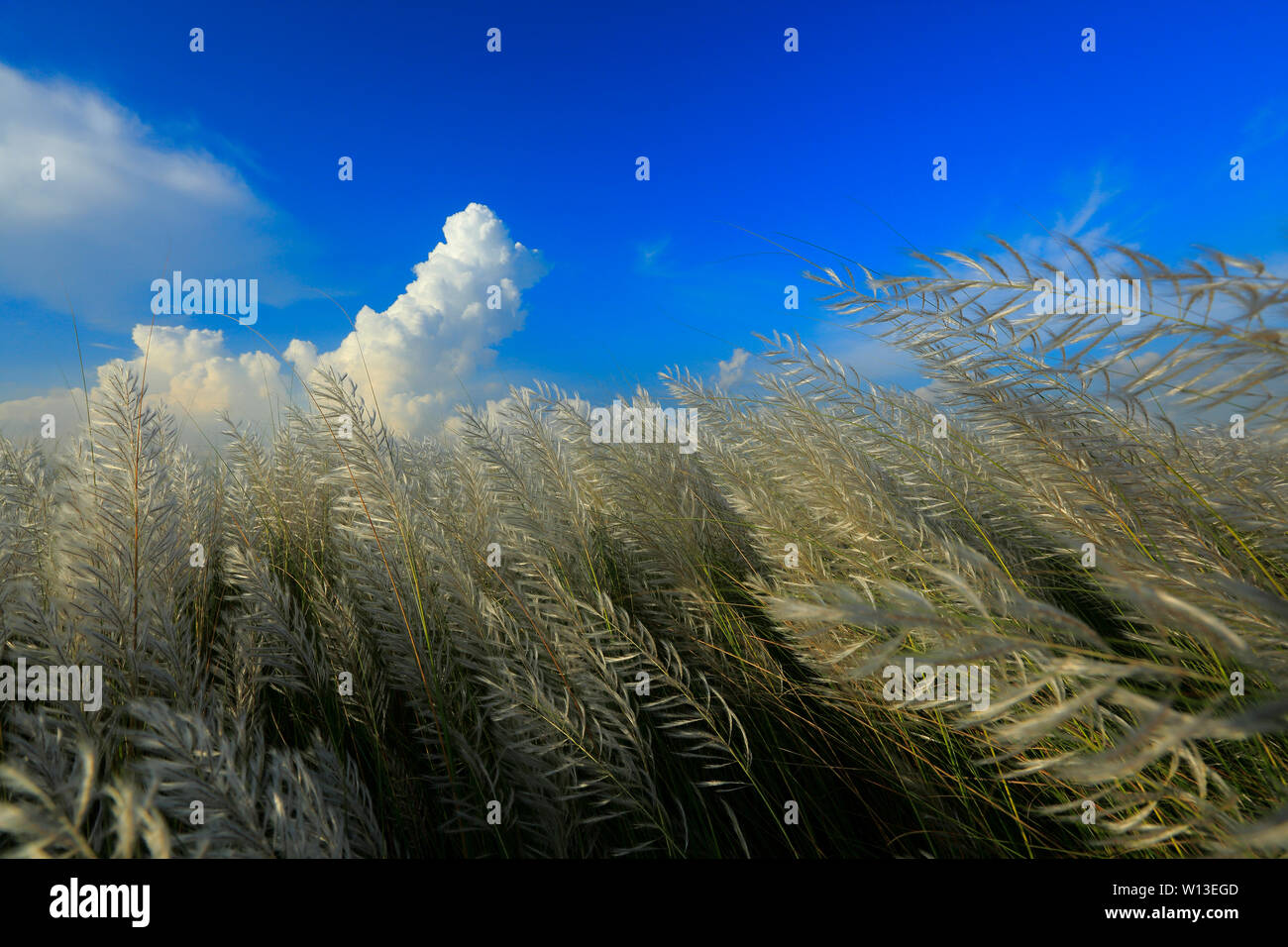 Saccharum spontaneum or Kans grass locally known as Kash flower in ...