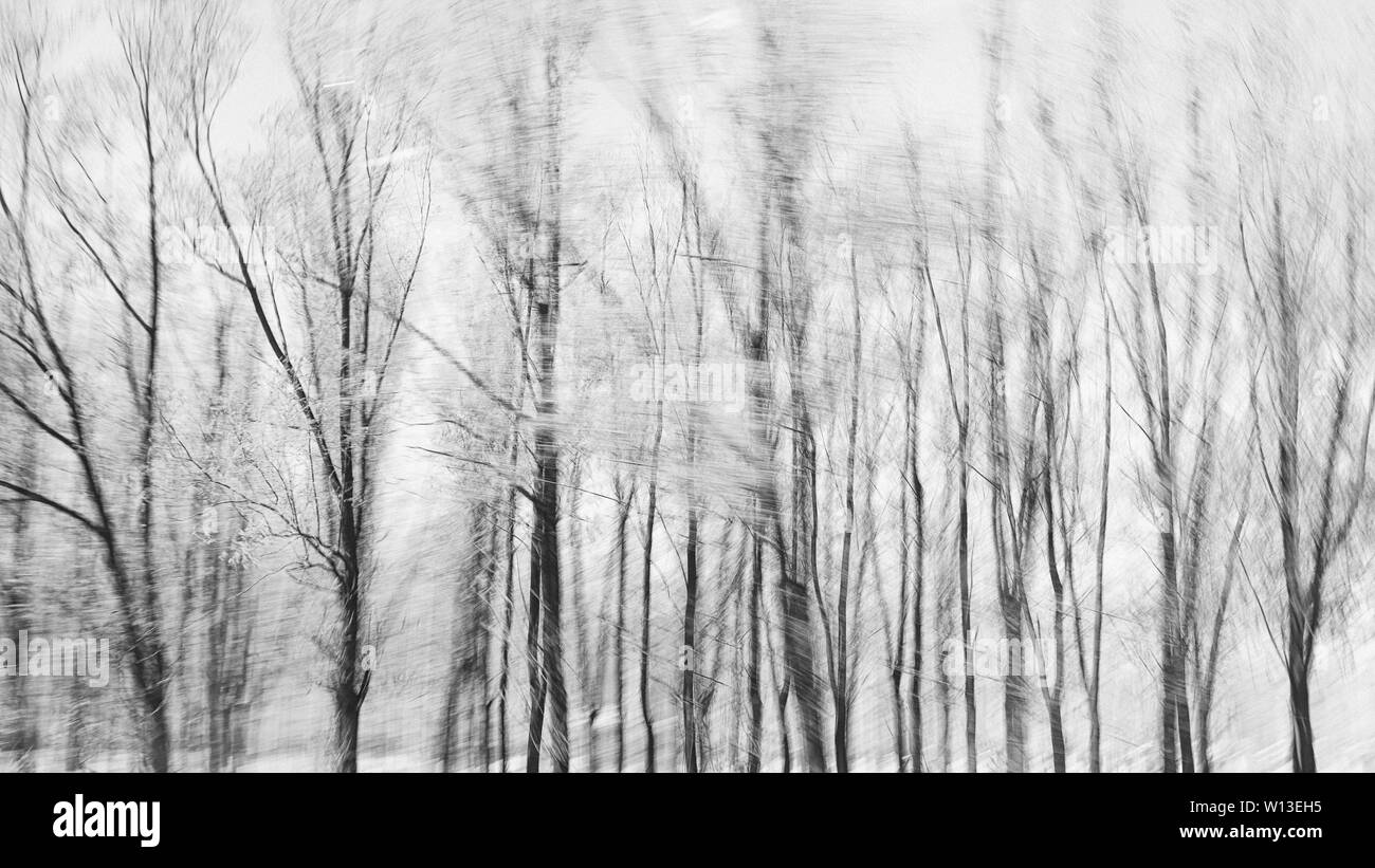 The effect of the shoot, the withered branches Stock Photo - Alamy