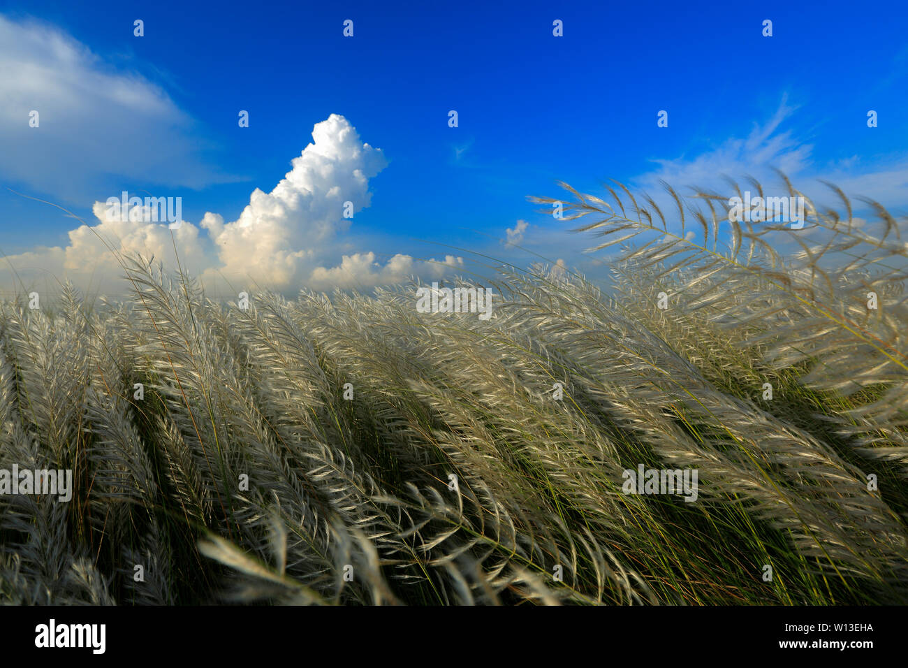 Saccharum spontaneum or Kans grass locally known as Kash flower in ...