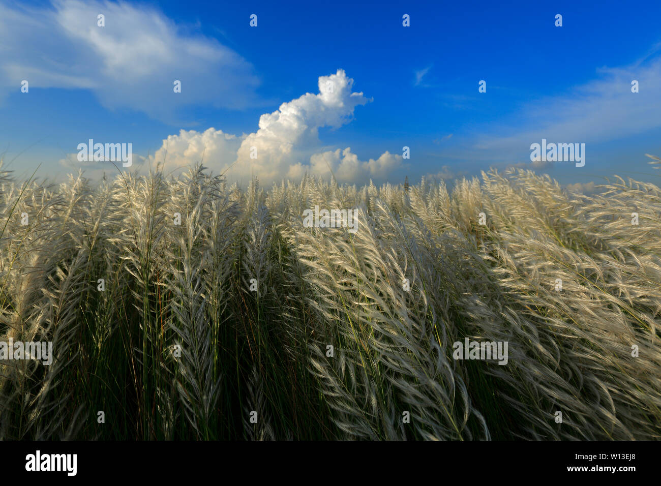 Kash hi-res stock photography and images - Alamy
