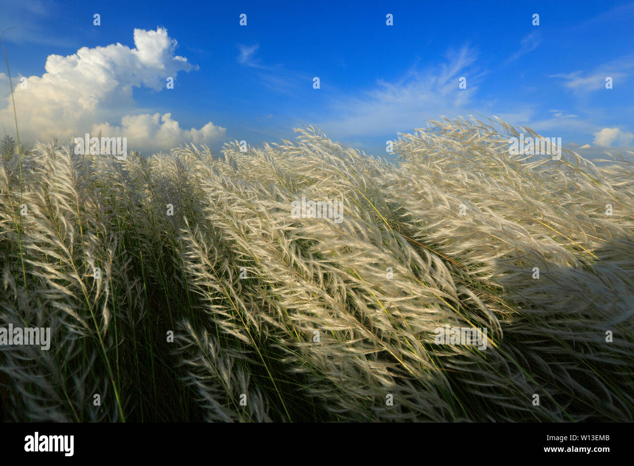 Saccharum spontaneum or Kans grass locally known as Kash flower in ...