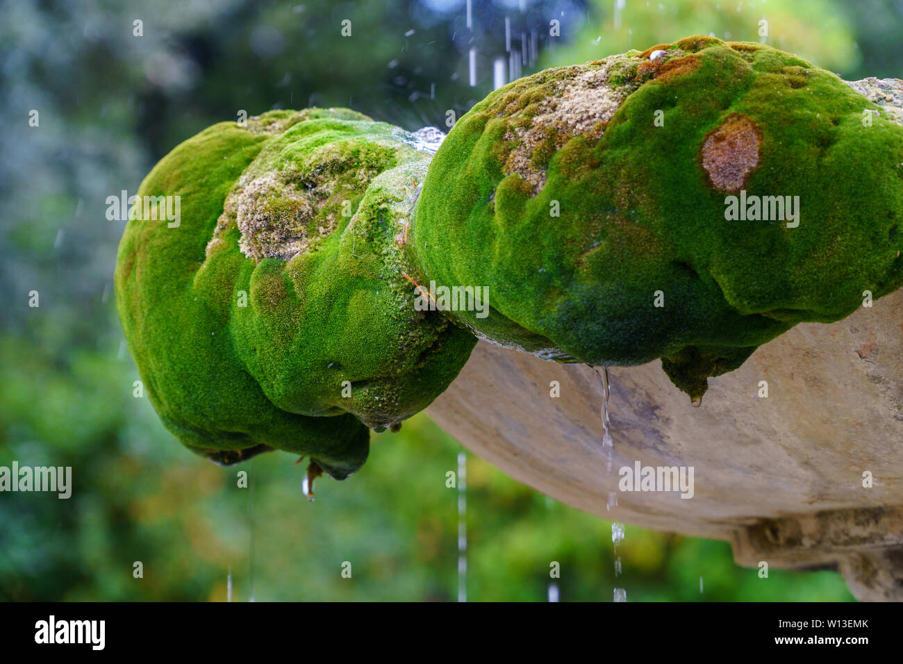 Dripping wet moss hi-res stock photography and images - Alamy