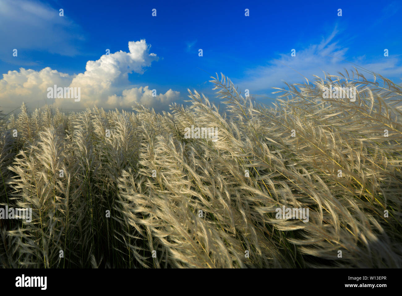 Saccharum spontaneum or Kans grass locally known as Kash flower in ...