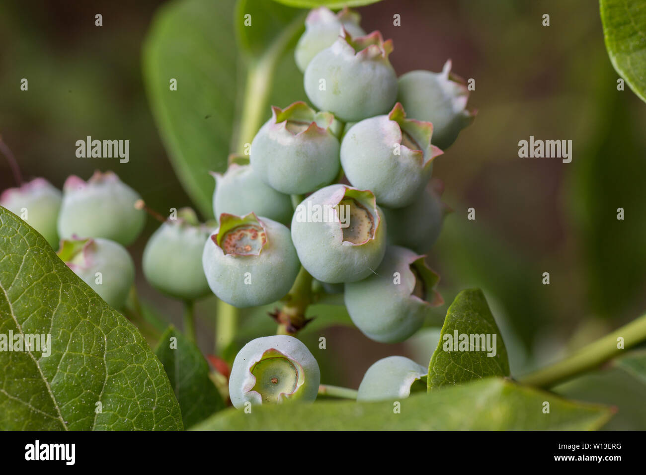 All stages of blueberry flowers and fruit Stock Photo - Alamy