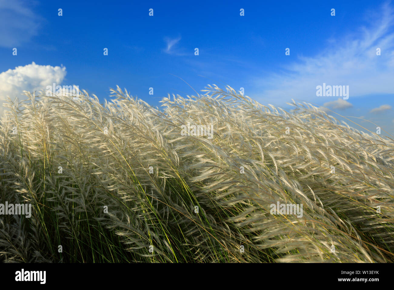 Saccharum spontaneum or Kans grass locally known as Kash flower in ...