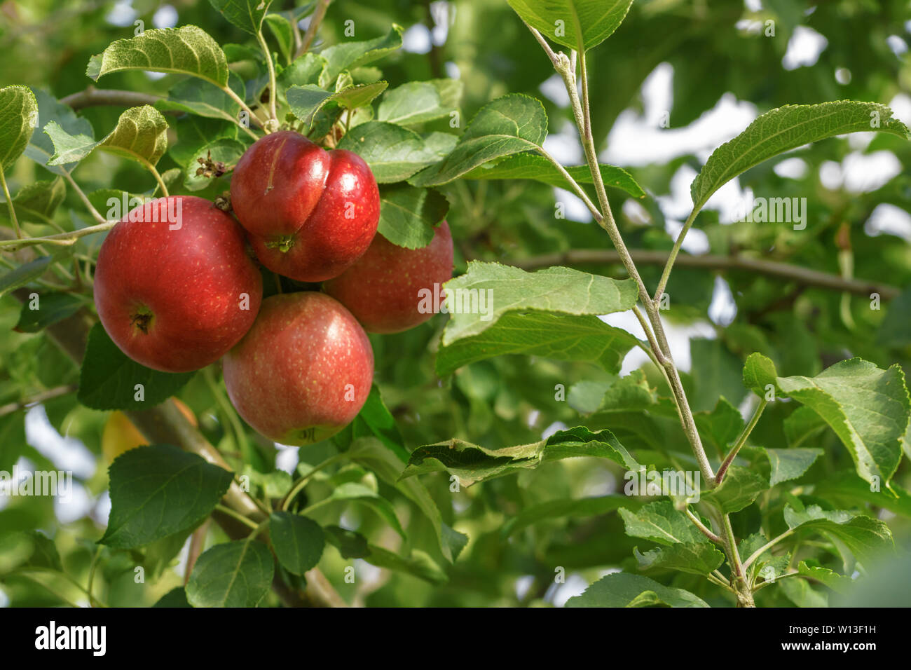 Red apples are hanging on the apple tree branch Stock Photo - Alamy