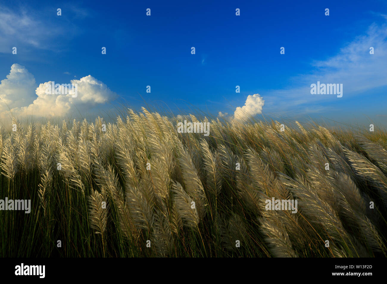 Saccharum spontaneum or Kans grass locally known as Kash flower in ...