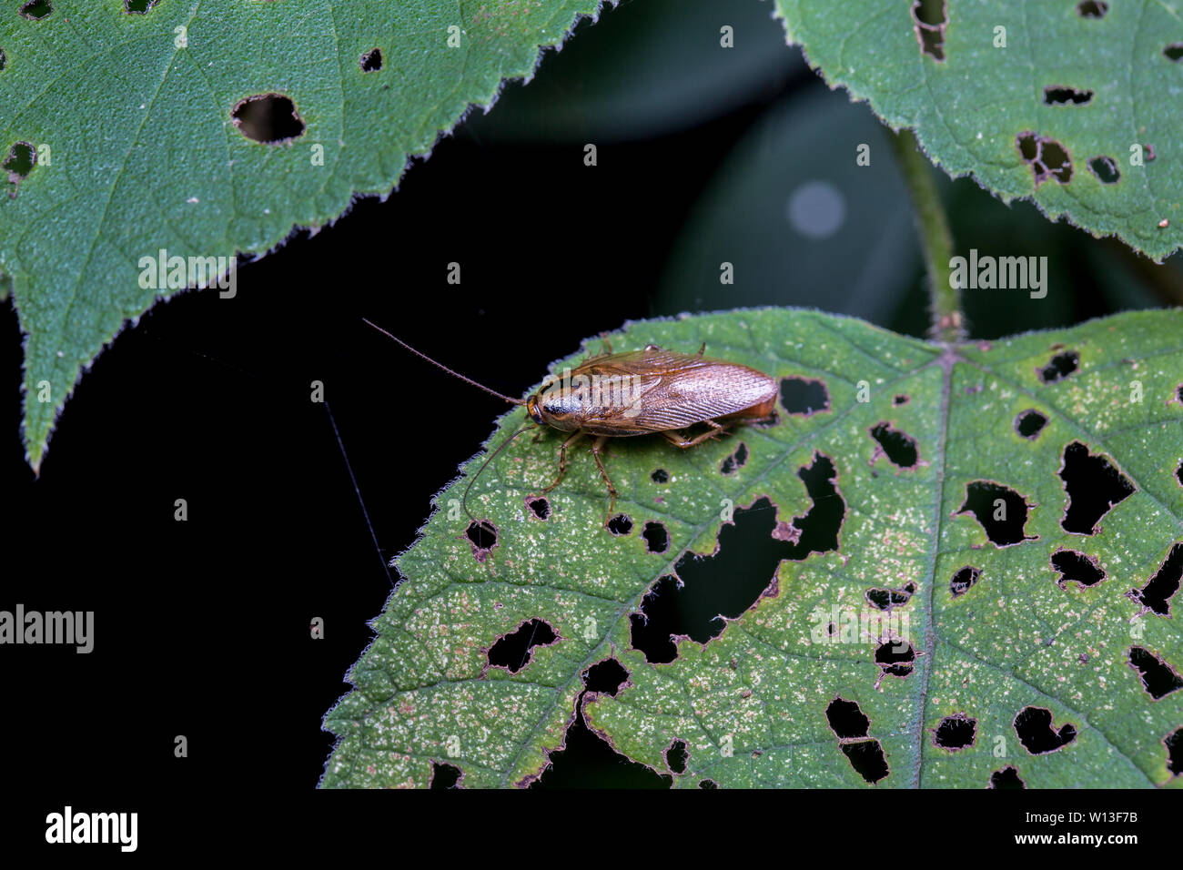 Cockroaches breeding hi-res stock photography and images - Alamy