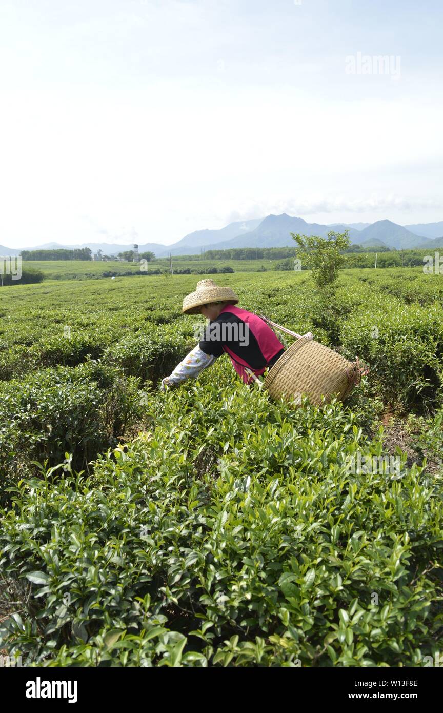 Hainan tea hi-res stock photography and images - Alamy