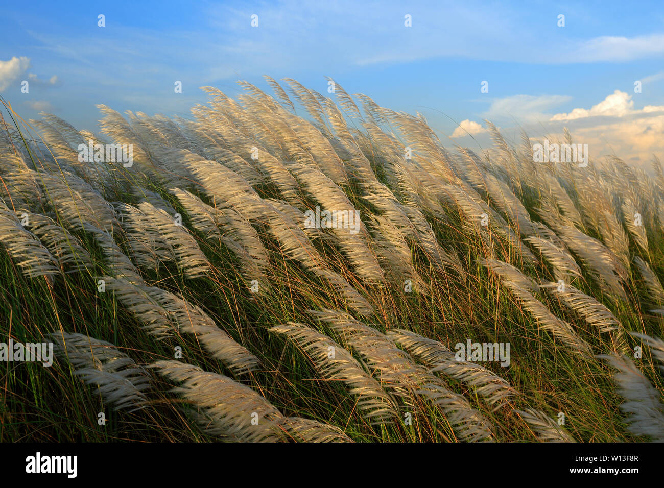 Saccharum spontaneum or Kans grass locally known as Kash flower in ...