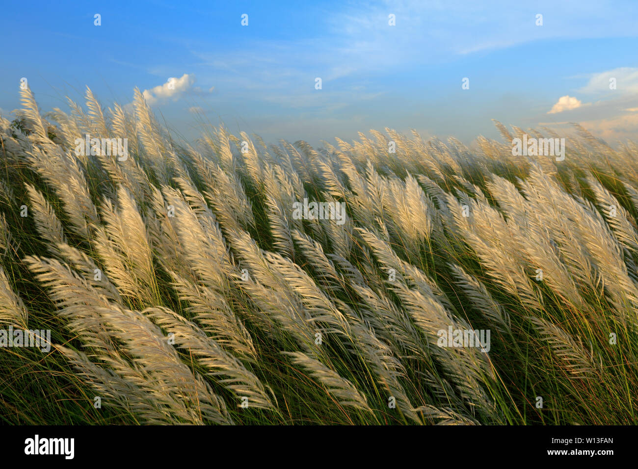 Saccharum spontaneum or Kans grass locally known as Kash flower in ...