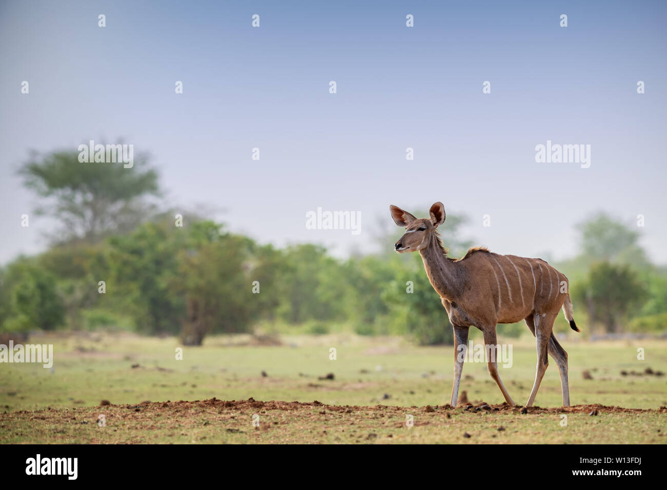 Greater Kudu - Tragelaphus strepsiceros, large striped antelope from ...