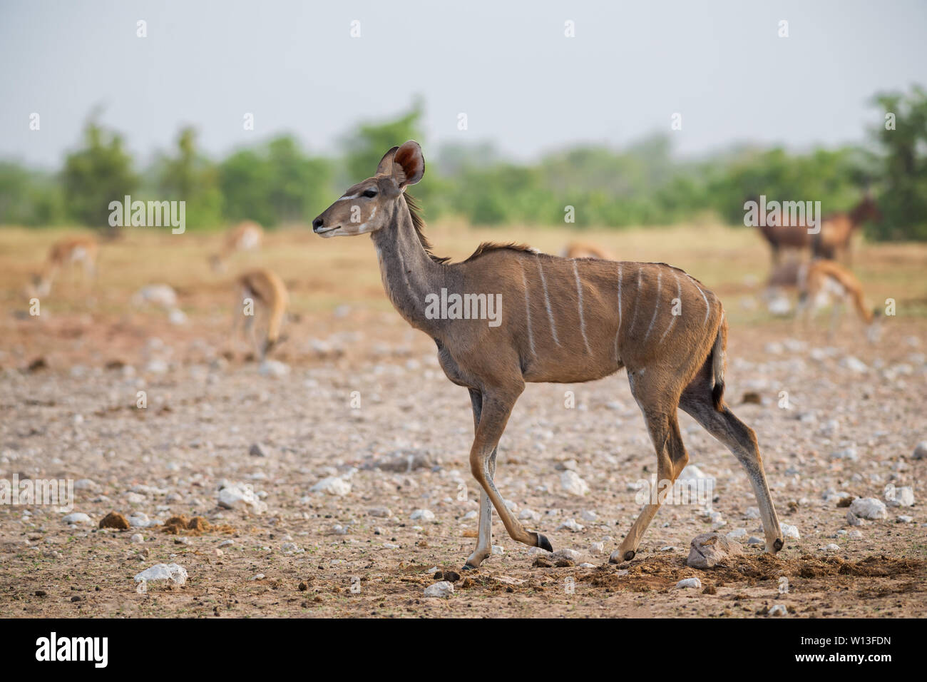 Greater Kudu - Tragelaphus strepsiceros, large striped antelope from ...