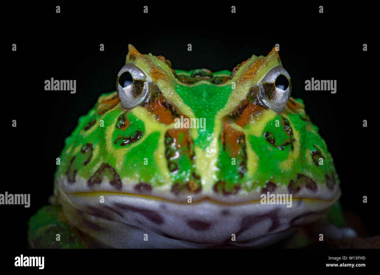 Micro close-up of green horned frog Stock Photo - Alamy