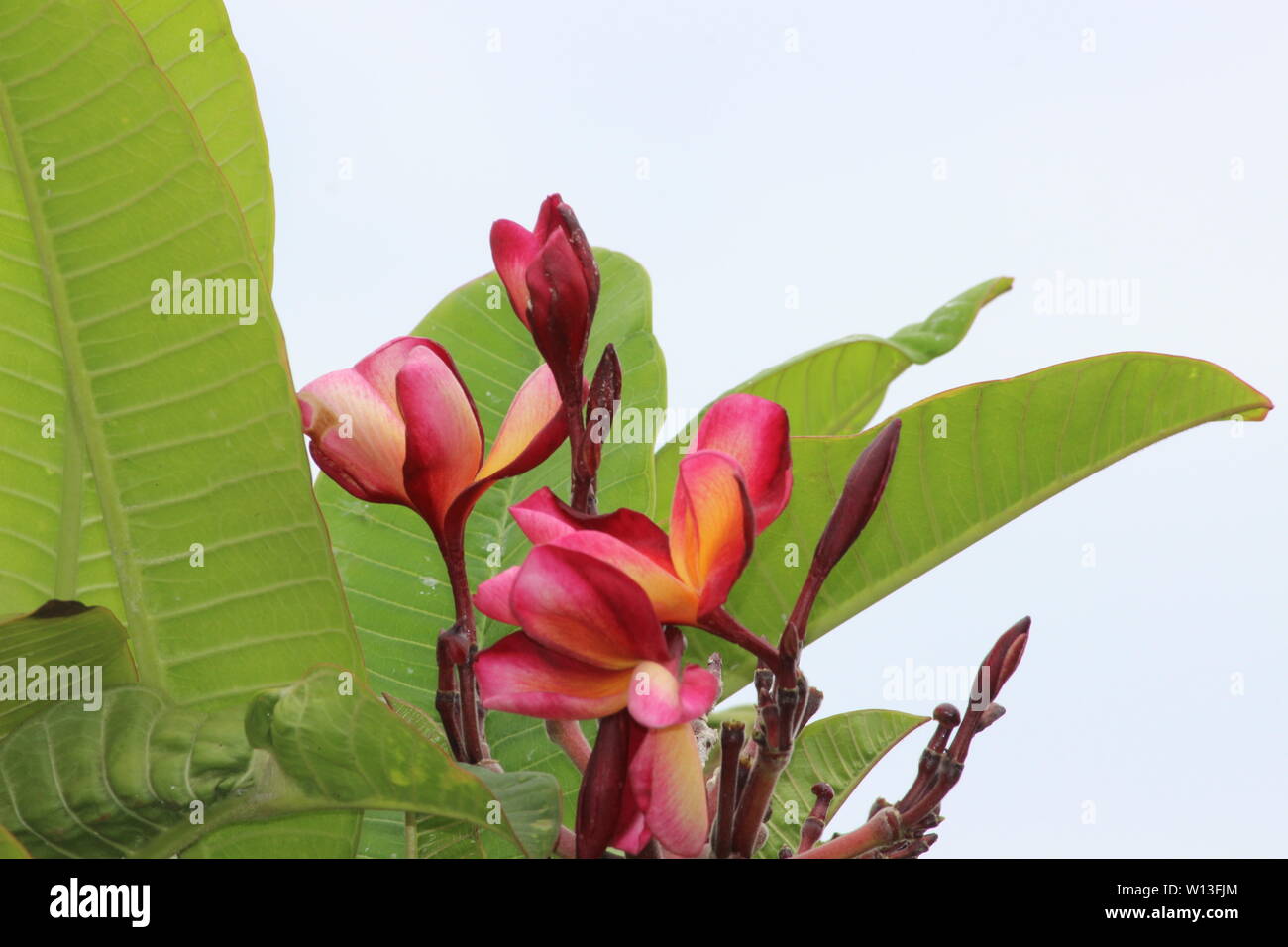 'red frangipani' hi-res stock photography and images - Alamy