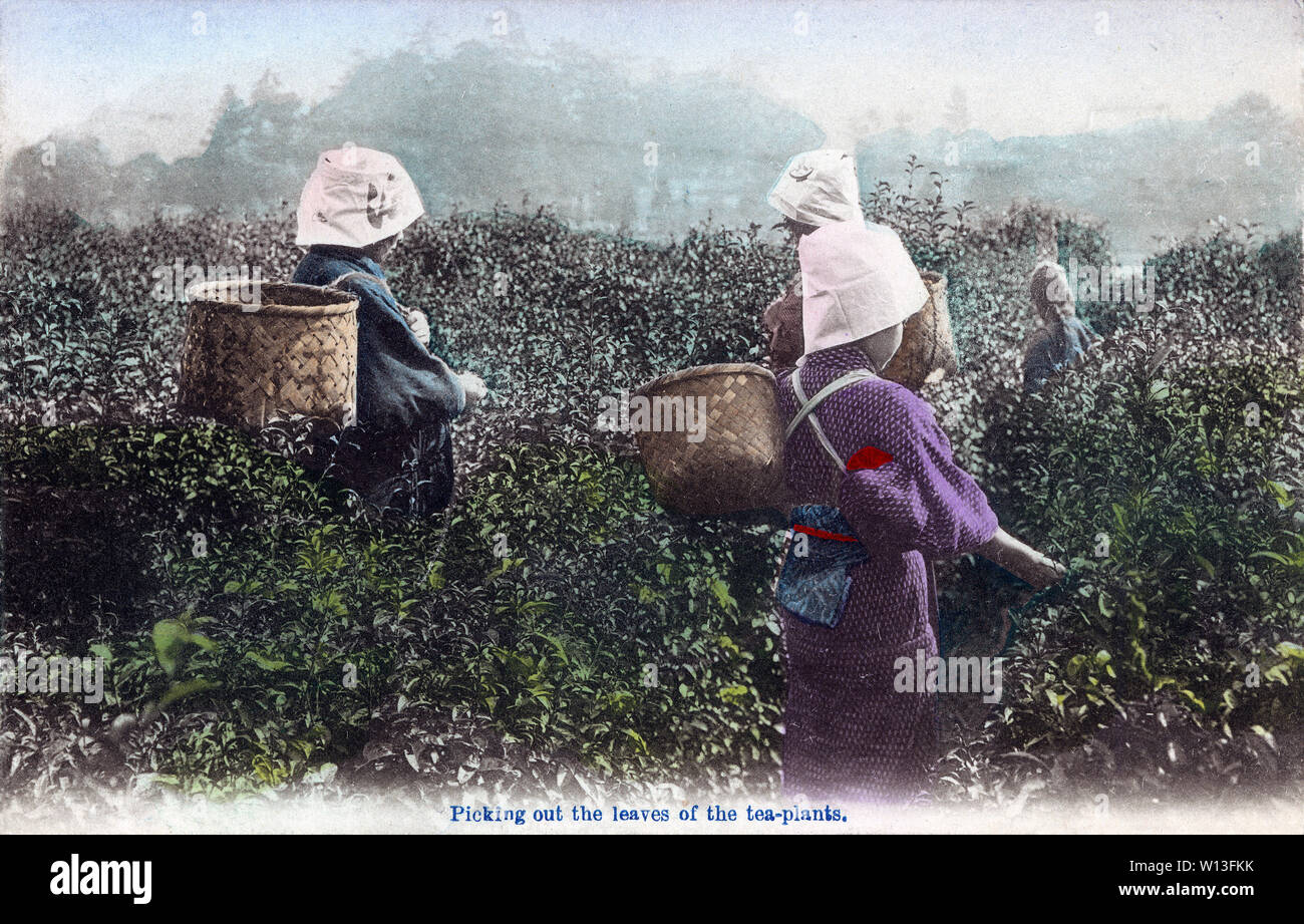 [ 1900s Japan - Japanese Tea Pickers ] — Tea pickers in kimono, wearing ...