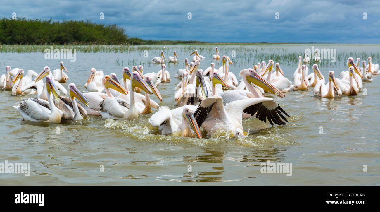 Lake ziway birds hi-res stock photography and images - Alamy