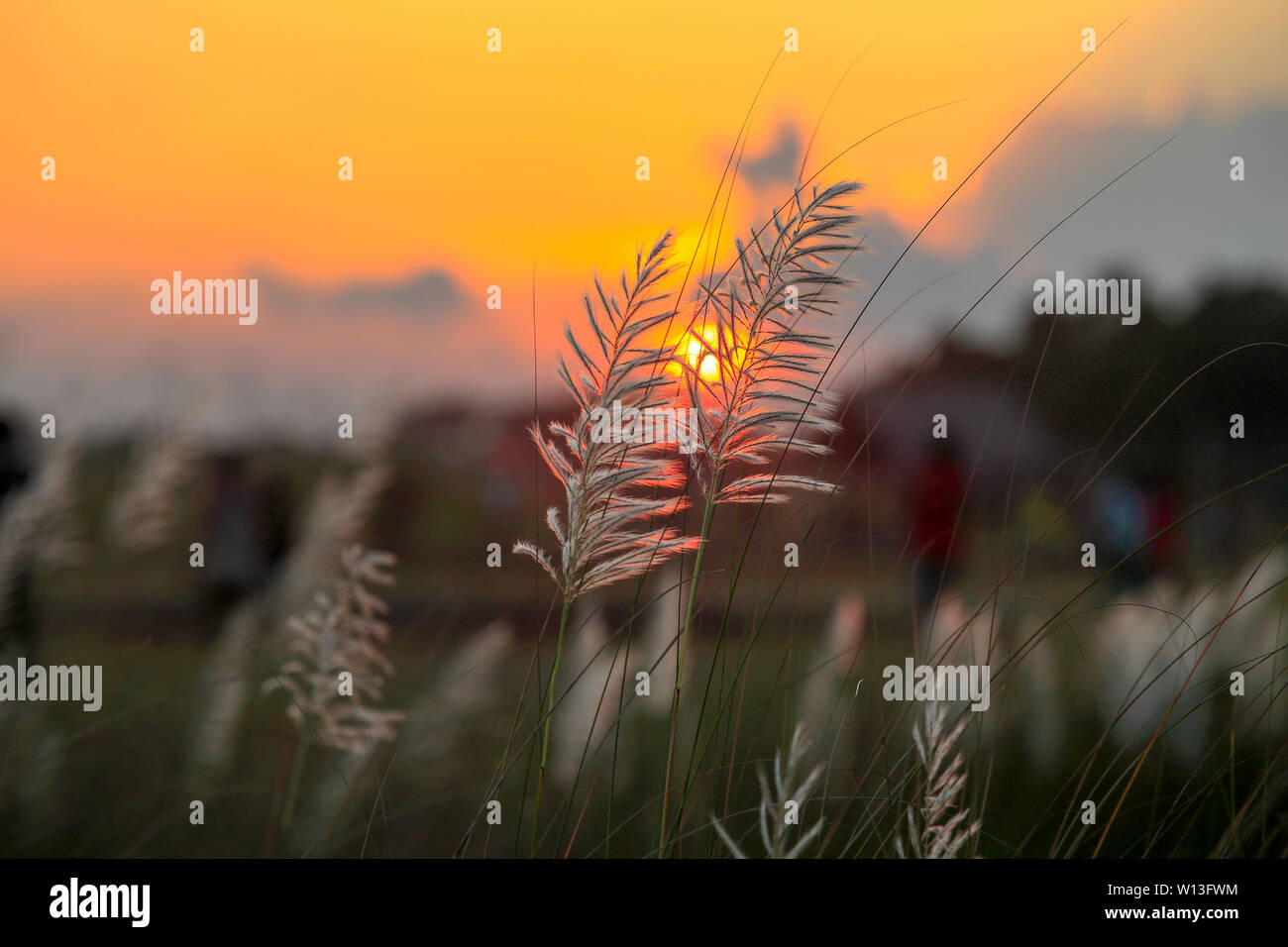 Saccharum spontaneum or Kans grass locally known as Kash flower blooms ...