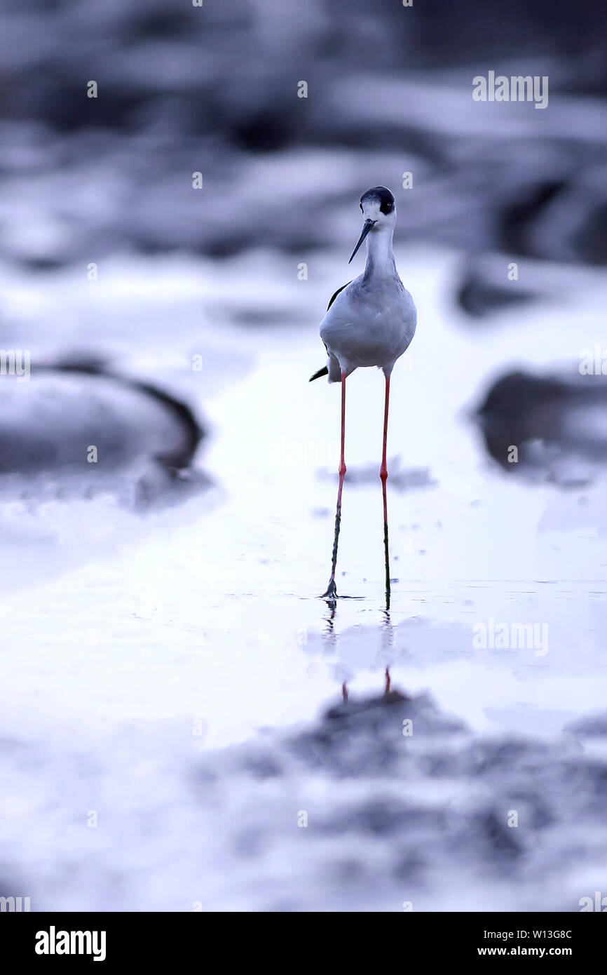Black winged long-legged snipe Stock Photo - Alamy