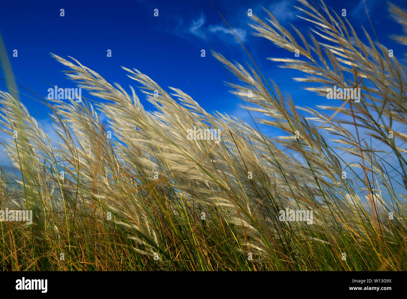 Saccharum spontaneum or Kans grass locally known as Kash flower blooms ...