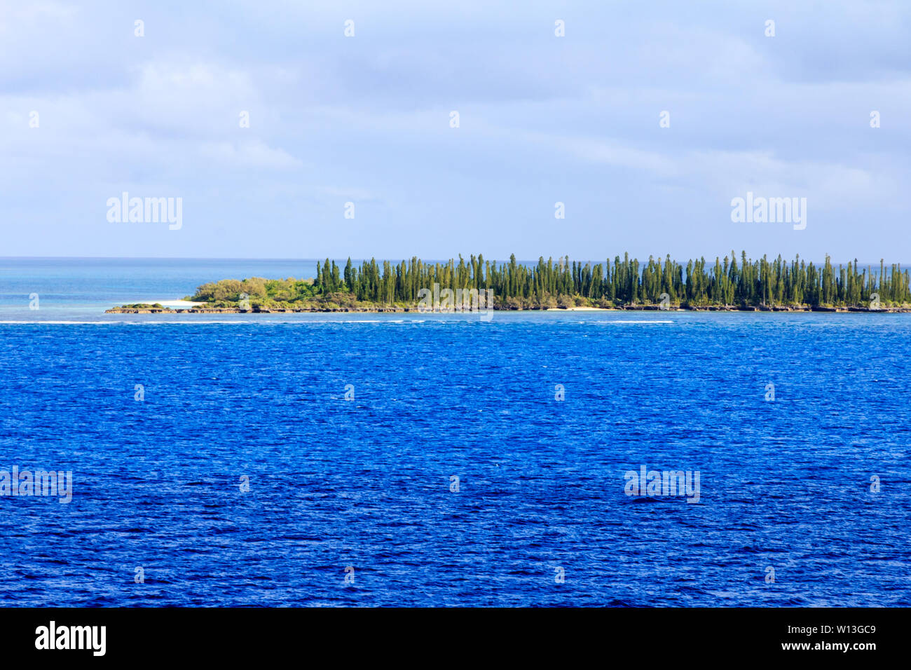 New caledonia pine hi-res stock photography and images - Alamy