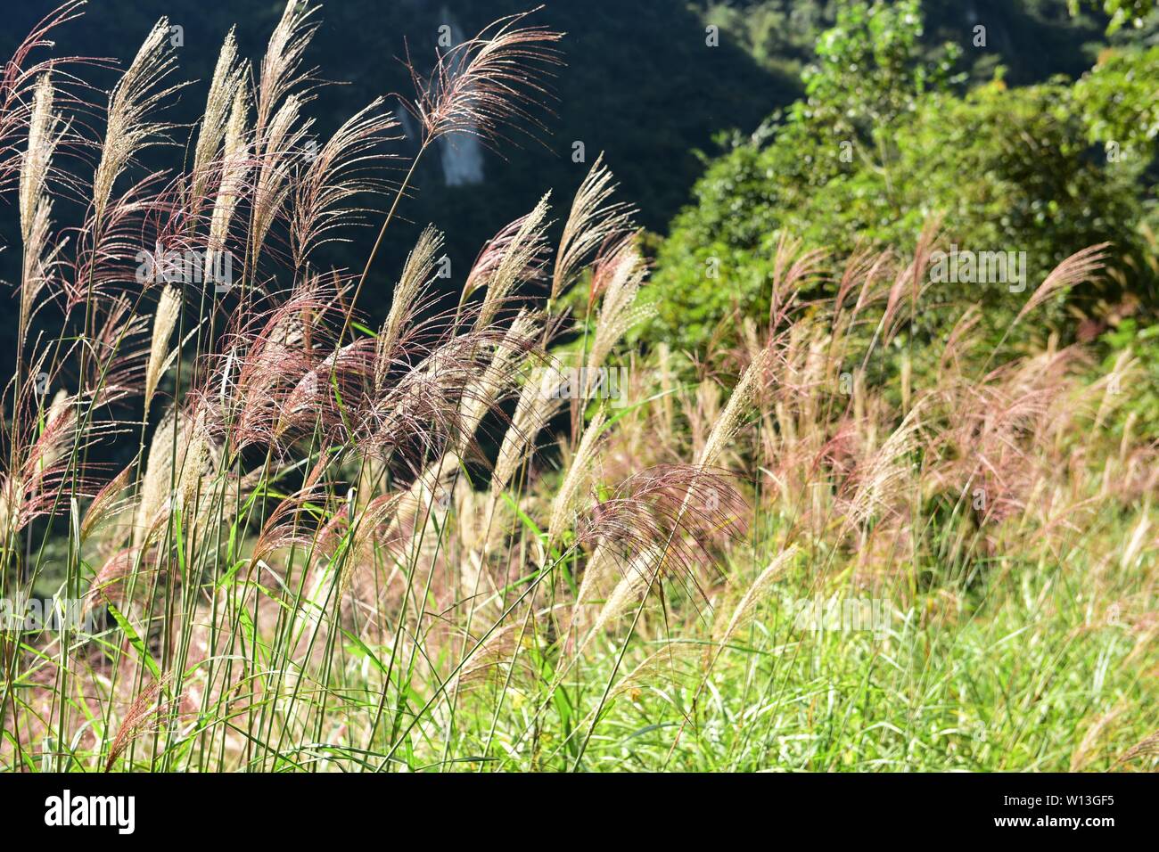 Reed hd hi-res stock photography and images - Alamy