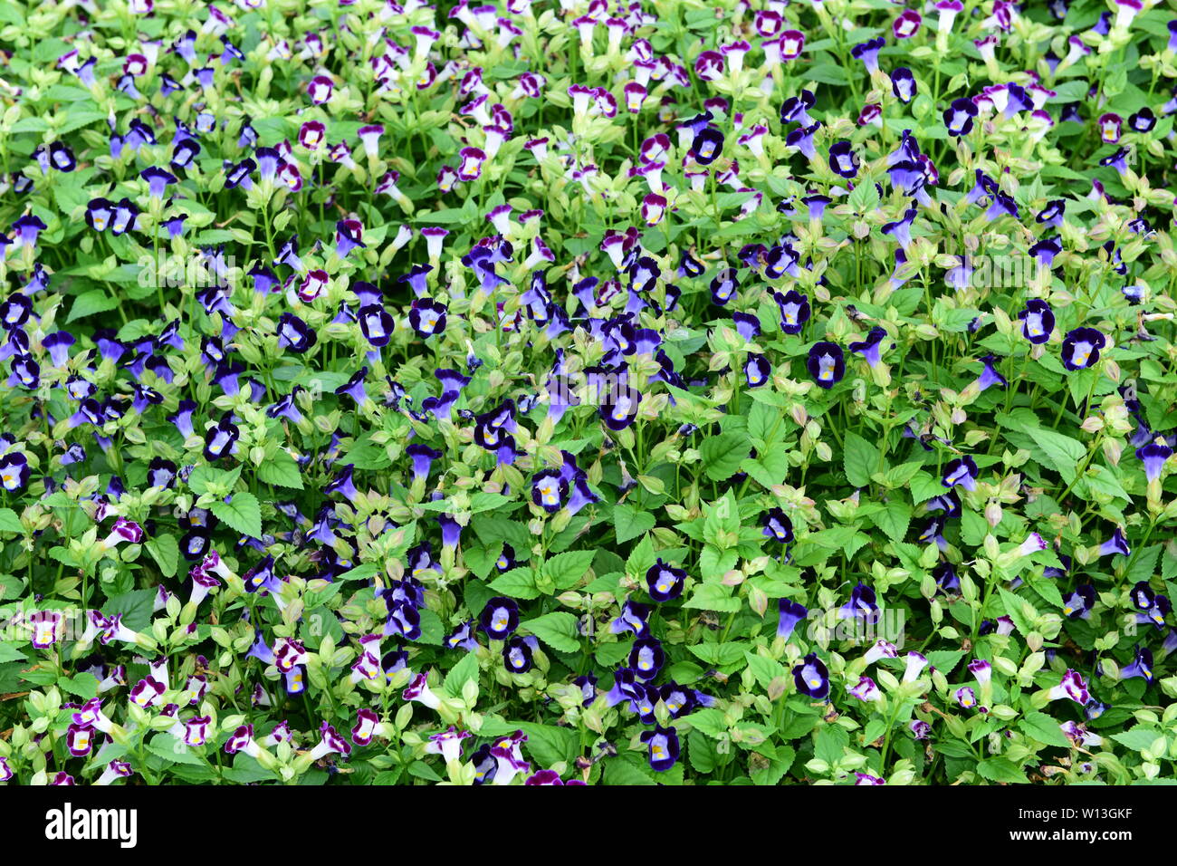 Pigs ear flower hi-res stock photography and images - Alamy