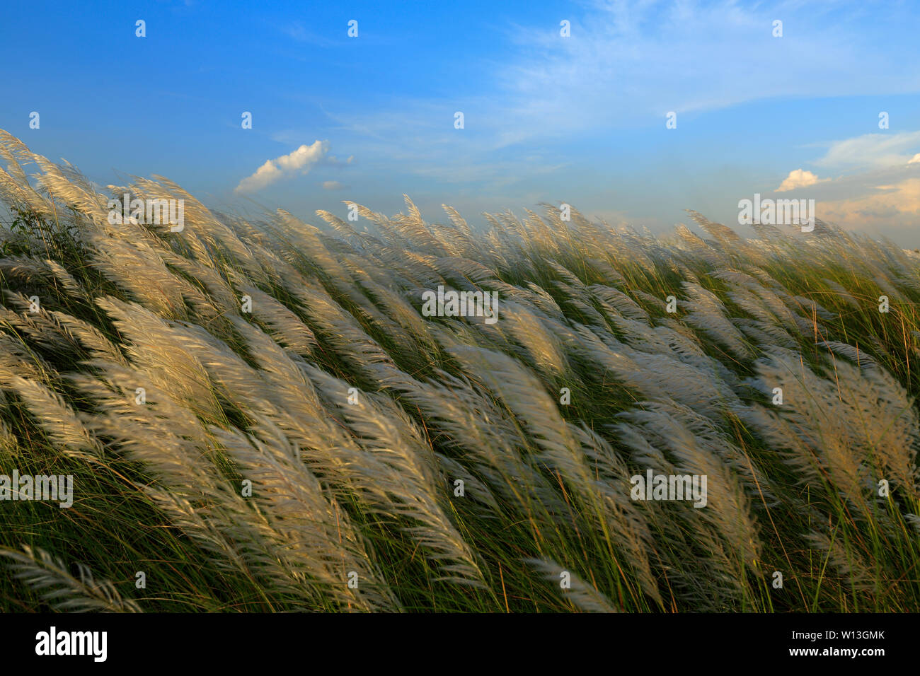 Saccharum spontaneum or Kans grass locally known as Kash flower blooms ...