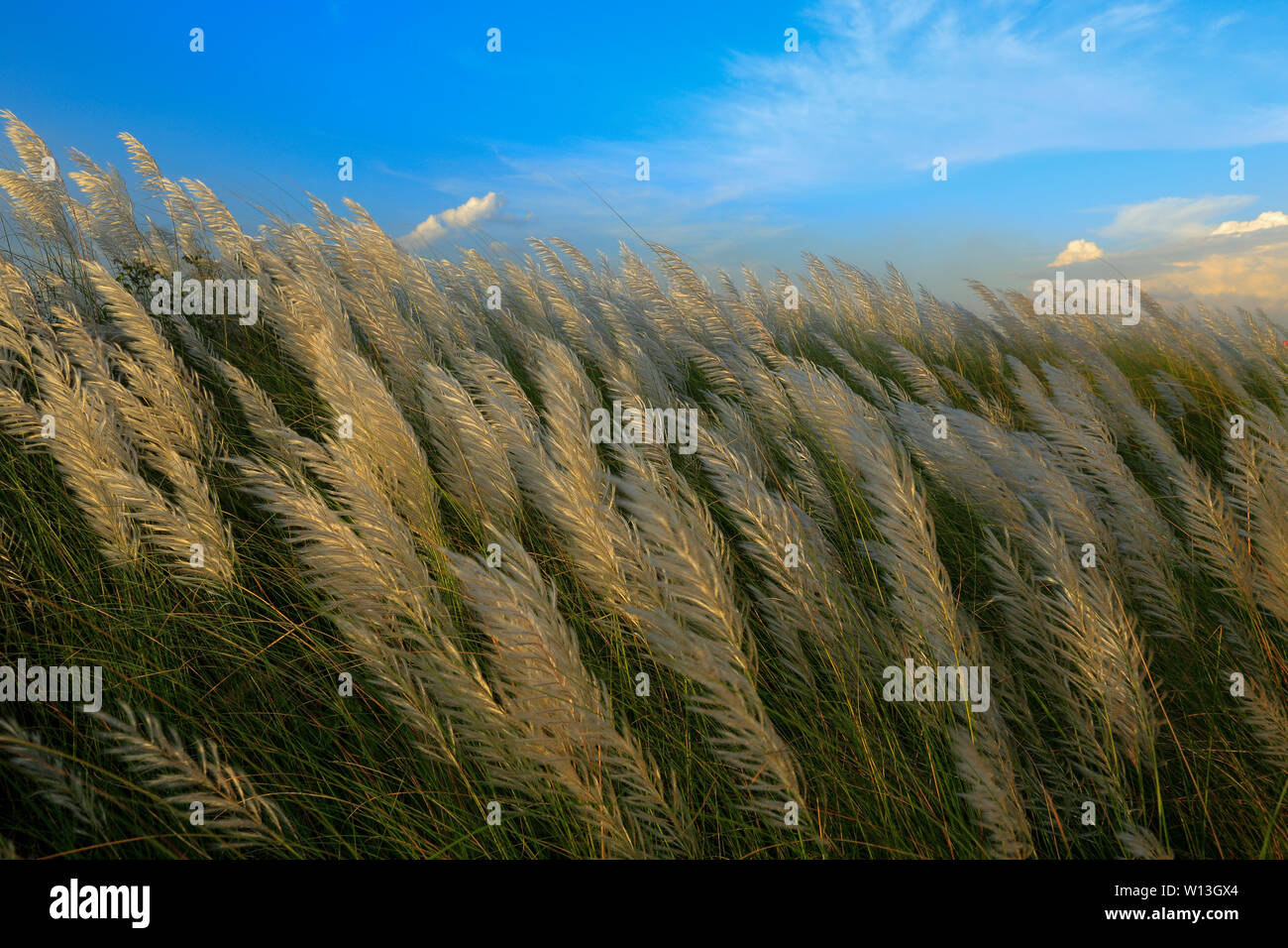 Saccharum spontaneum or Kans grass locally known as Kash flower blooms ...