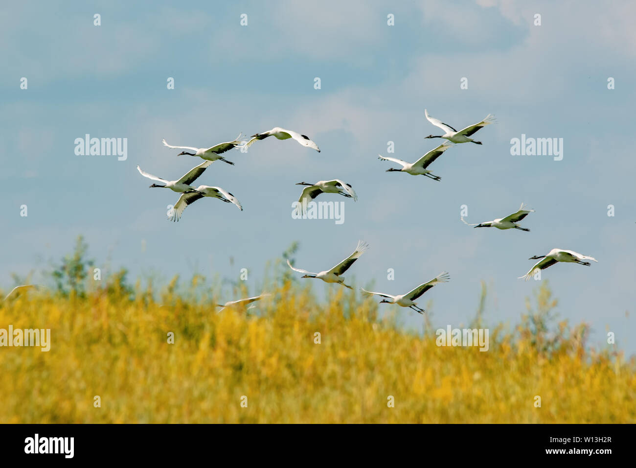 Red crowned crane flying sunset hi-res stock photography and images - Alamy