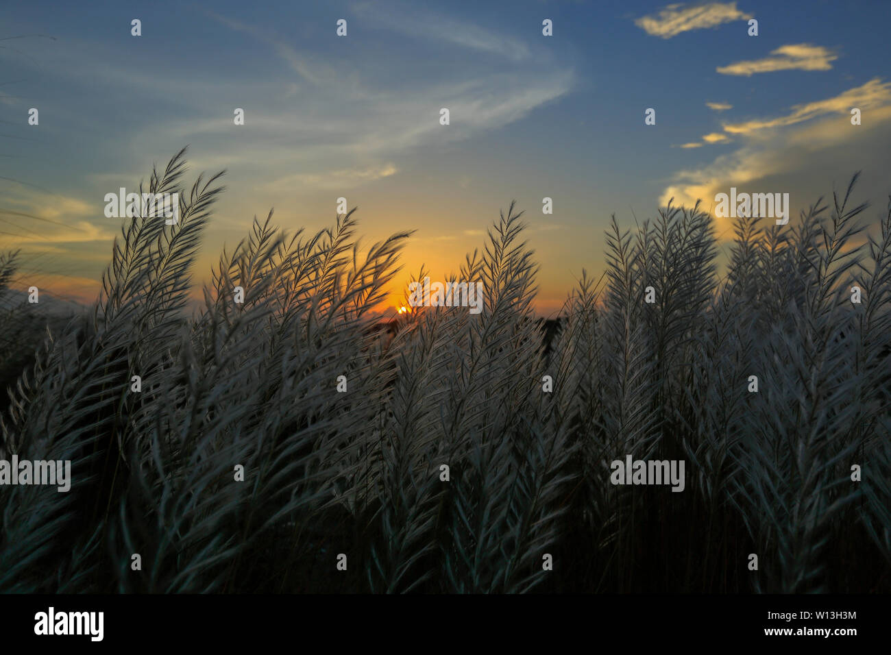 Saccharum spontaneum or Kans grass locally known as Kash flower blooms ...