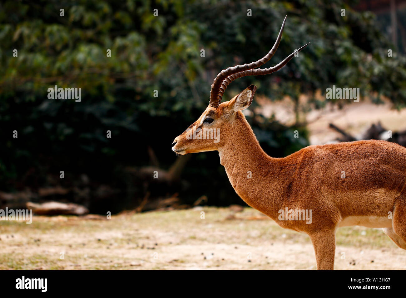 Antelope one horn hi-res stock photography and images - Alamy