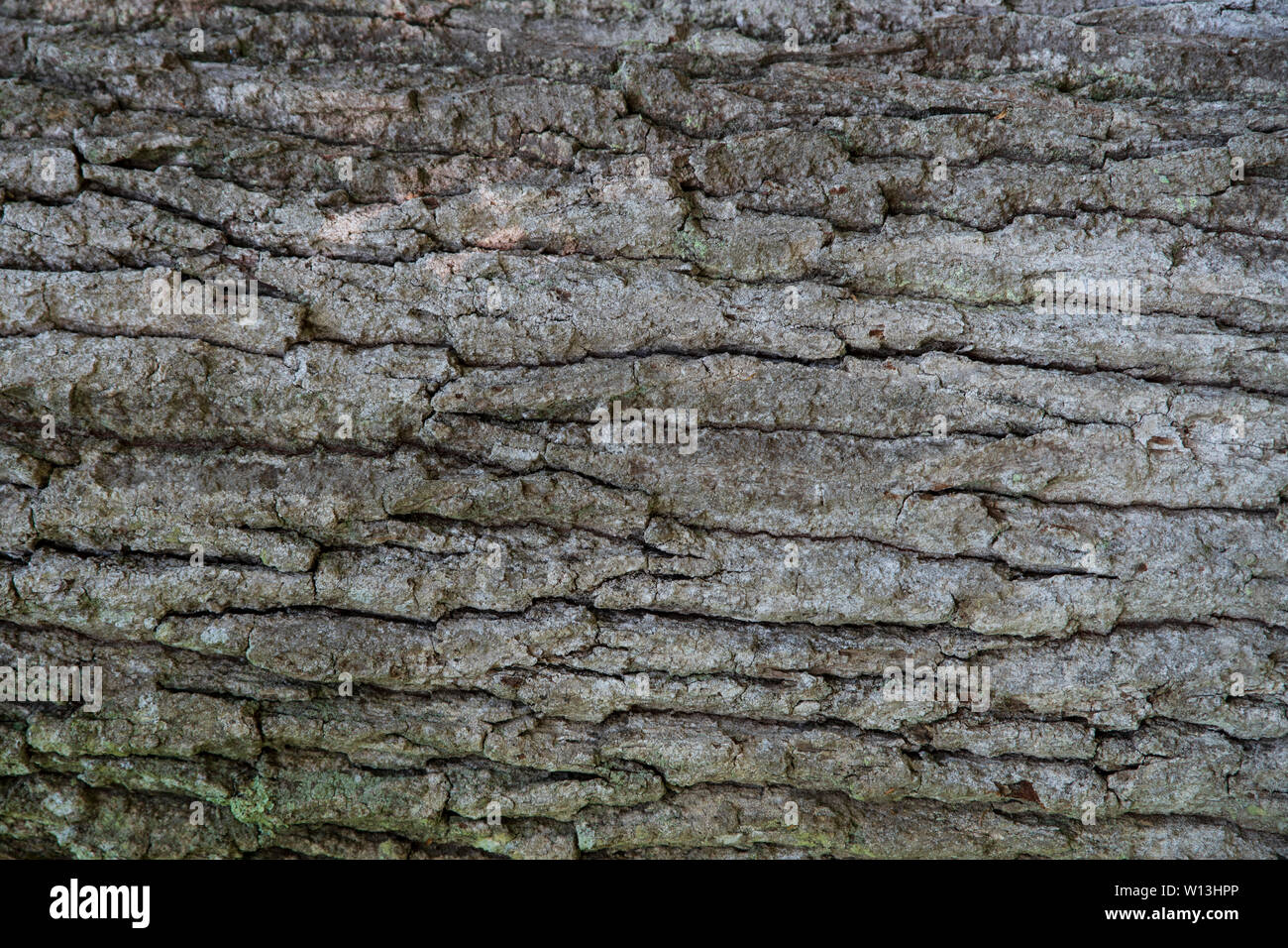 Texture of the bark of an oak tree Stock Photo - Alamy